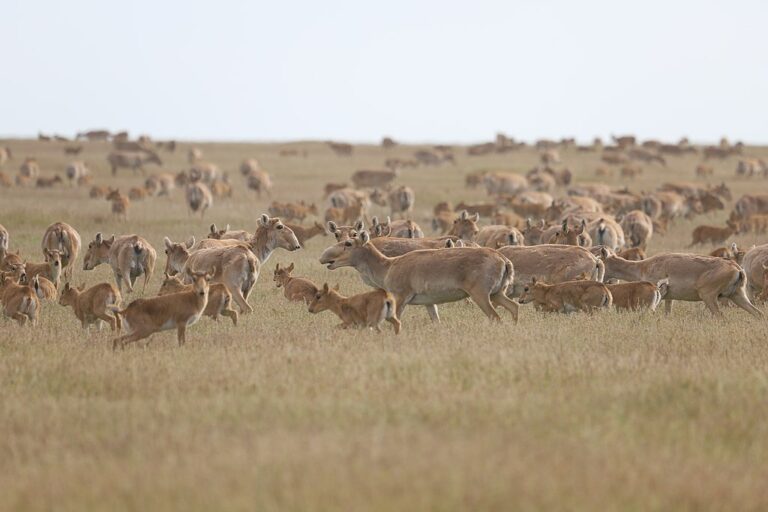 Saiga Antelope – Eurasian Wildlife and Peoples