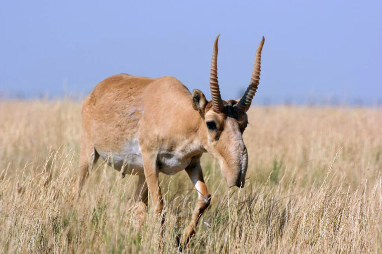 Saiga Antelope – Eurasian Wildlife and Peoples