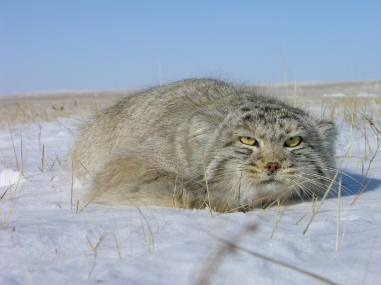 Manul Cat – Eurasian Wildlife and Peoples