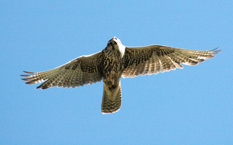 Saker Falcon – Eurasian Wildlife and Peoples