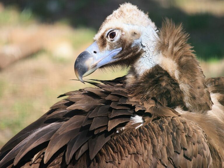 Cinereous Vulture – Eurasian Wildlife and Peoples