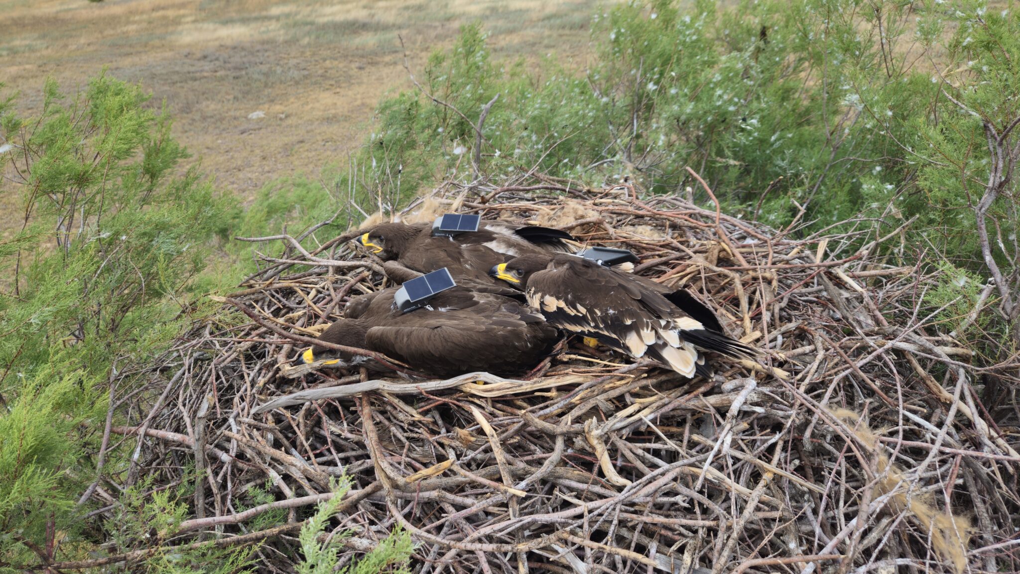 Fall 2025 migration update: young steppe eagles take flight – Eurasian ...